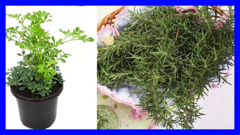 ¡Baño de ruda y romero para las buenas energías! Hazlo antes que ...